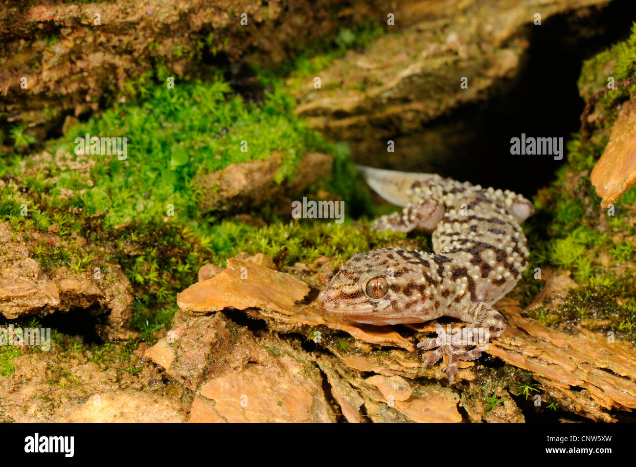 Turkish gecko, Mediterranean gecko (Hemidactylus turcicus), on mossy ...