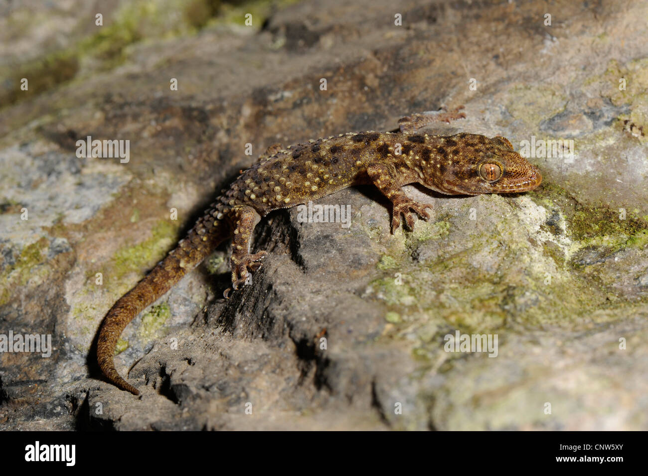 Turkish gecko, Mediterranean gecko (Hemidactylus turcicus), on mossy ...
