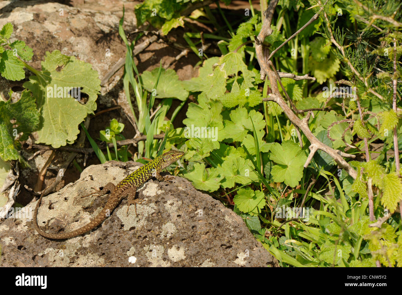 Italian wall lizard, ruin lizard, European wall lizard (Podarcis sicula ...