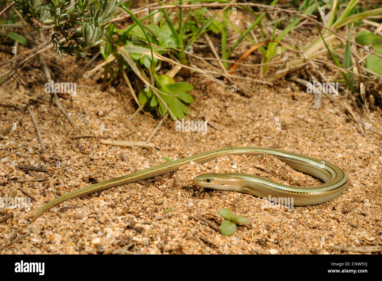 three-toed skink, Algerian cylindrical skink (Chalcides chalcides), on ...