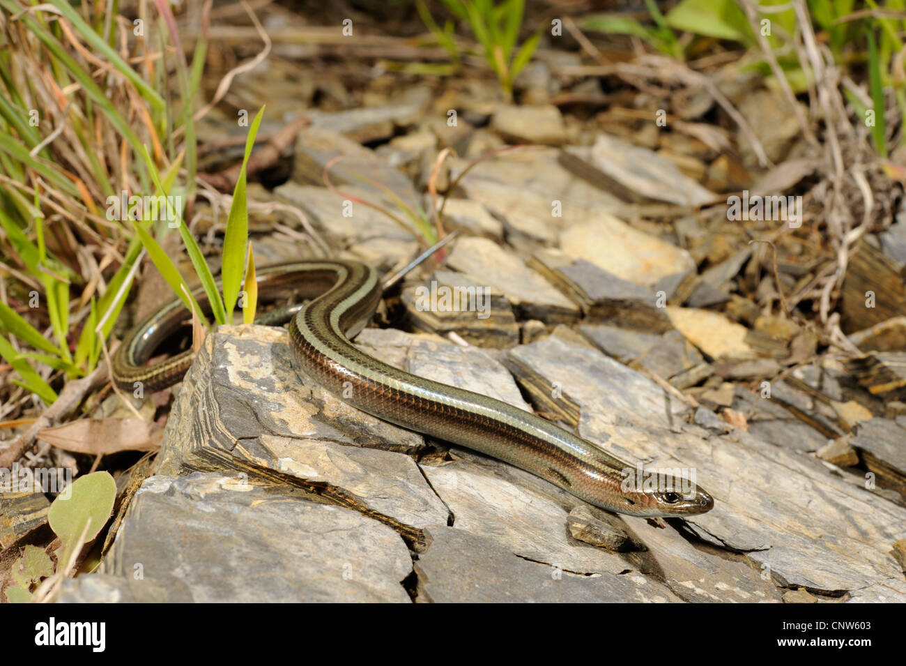 three-toed skink, Algerian cylindrical skink (Chalcides chalcides), on ...