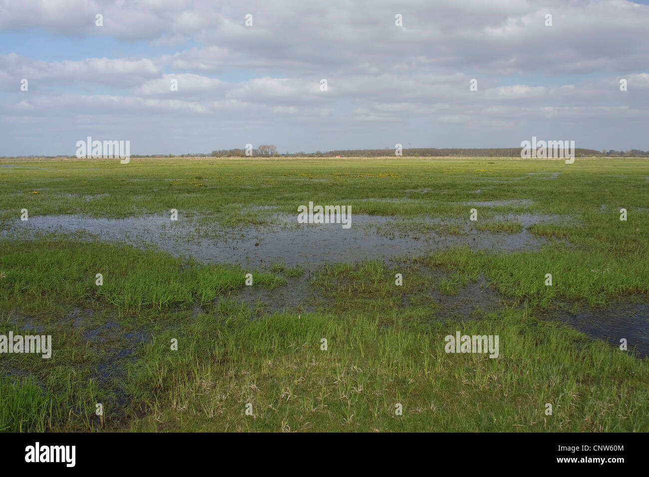 marsh meadow, Germany Stock Photo - Alamy