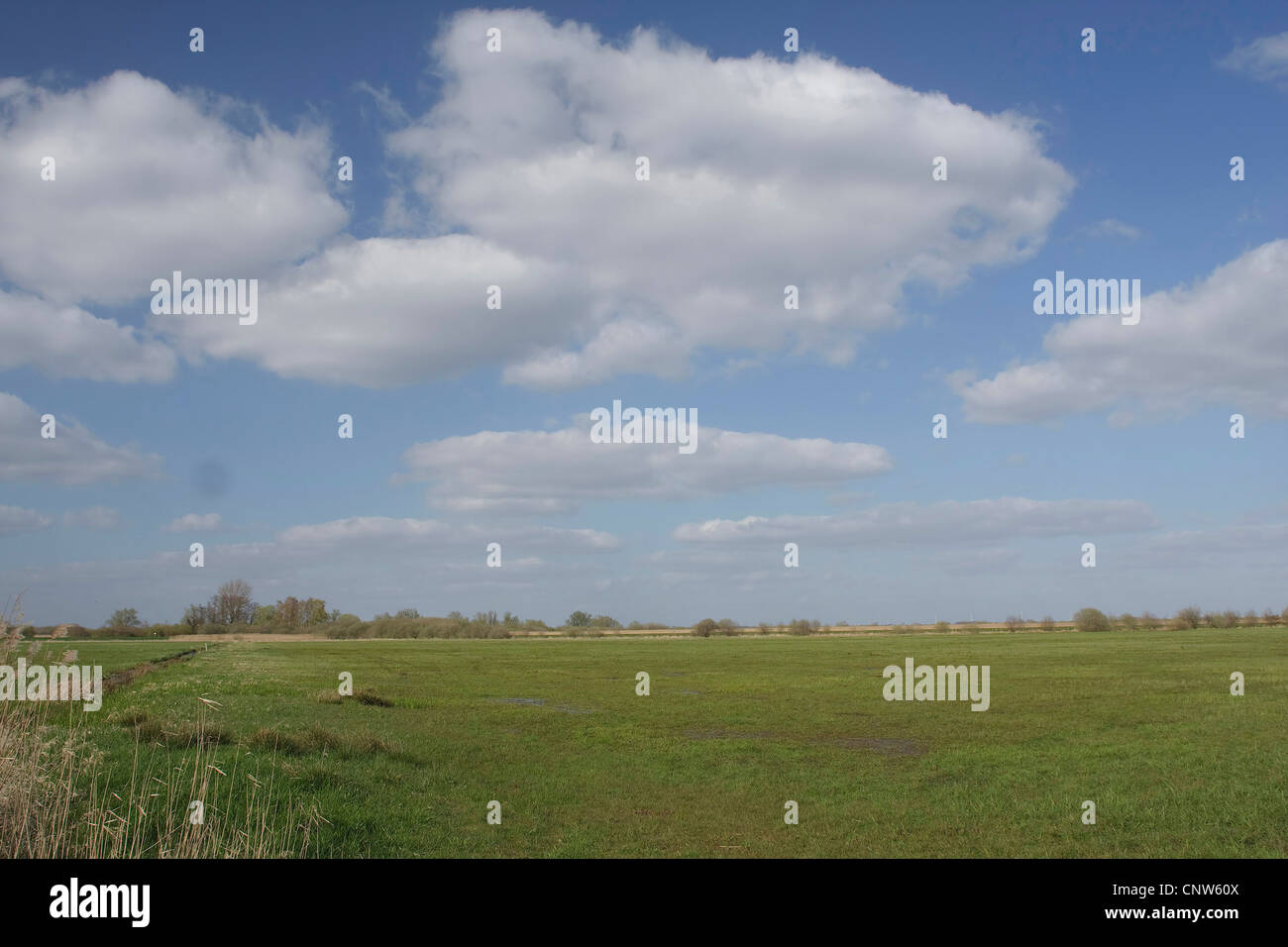 marsh meadow, Germany Stock Photo - Alamy