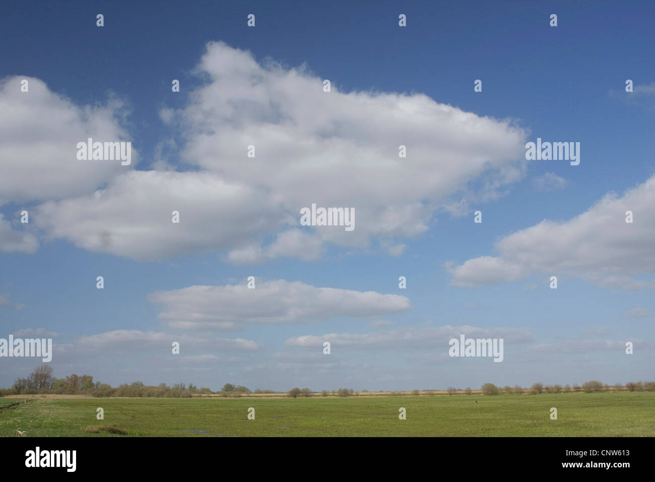 marsh meadow, Germany Stock Photo - Alamy