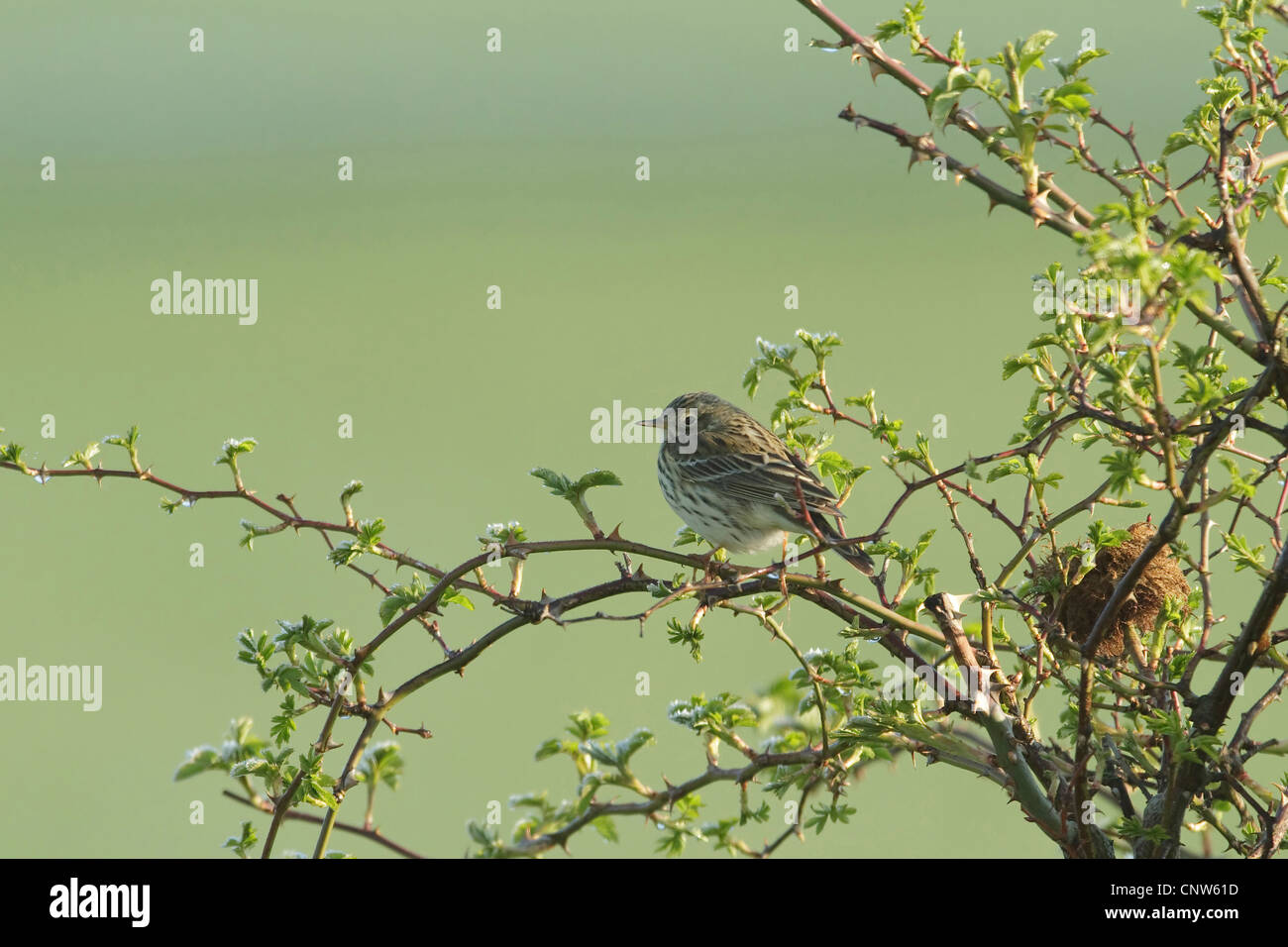 Portrait format meadow pipit hi-res stock photography and images - Alamy