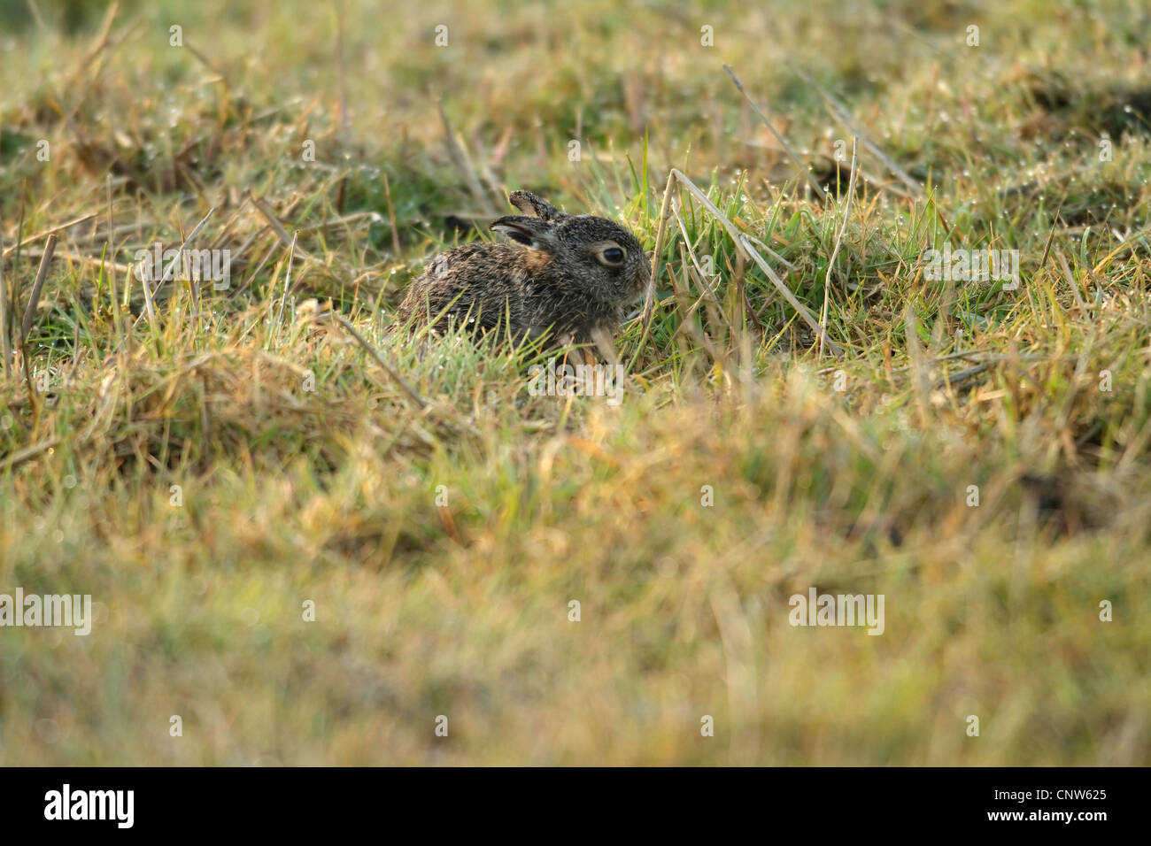 Juvenile hares hare juveniles hi-res stock photography and images - Alamy