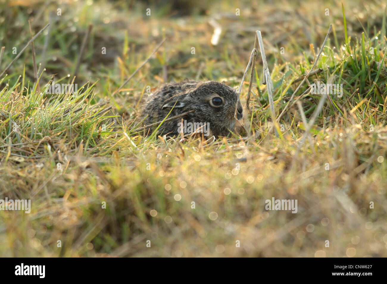 Juvenile hares hare juveniles hi-res stock photography and images - Alamy