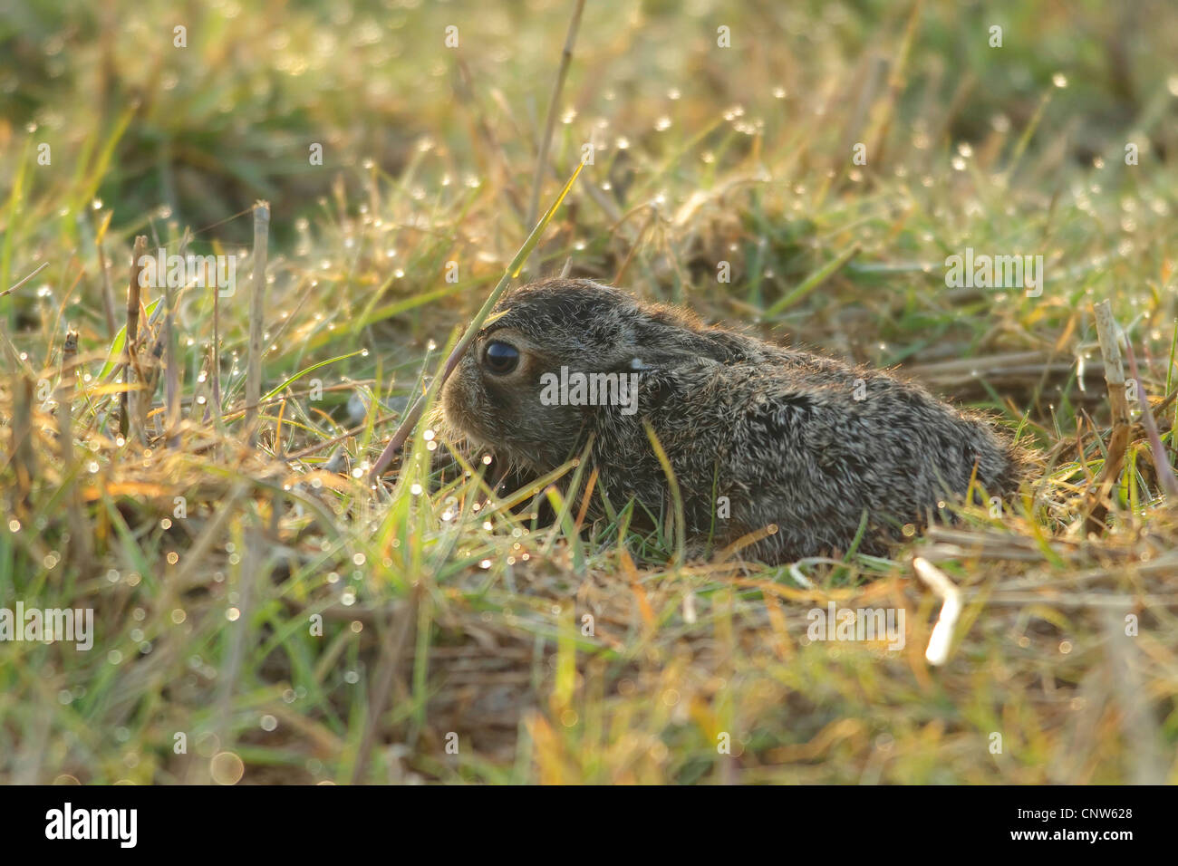 Lepus europaeus baby hi-res stock photography and images - Alamy