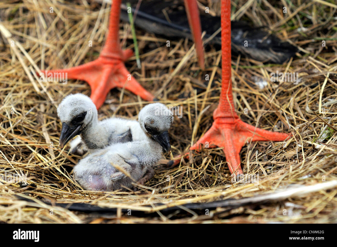 Two baby birds in nest hi-res stock photography and images - Alamy