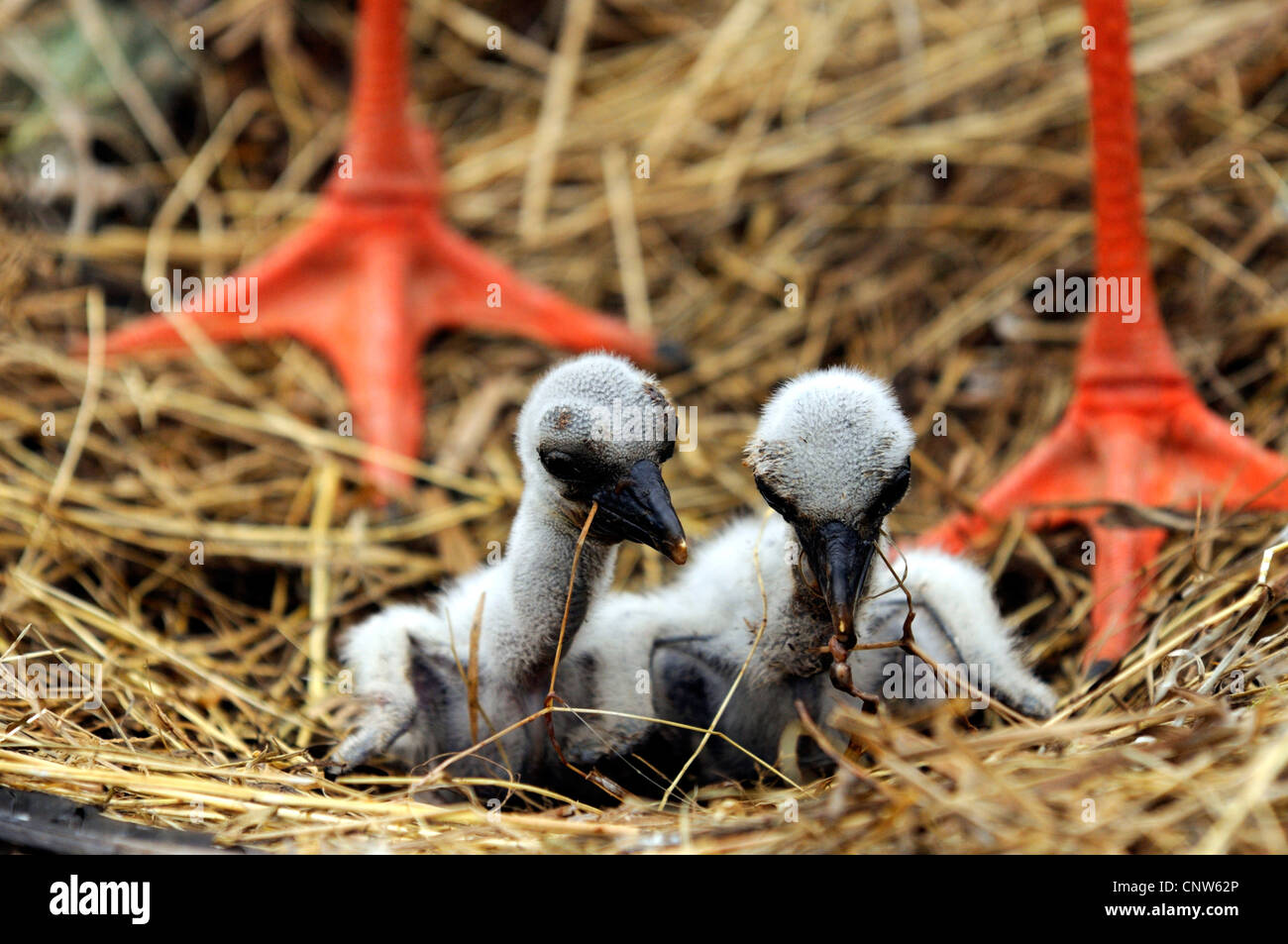 Stork nest alsace france hi-res stock photography and images - Alamy