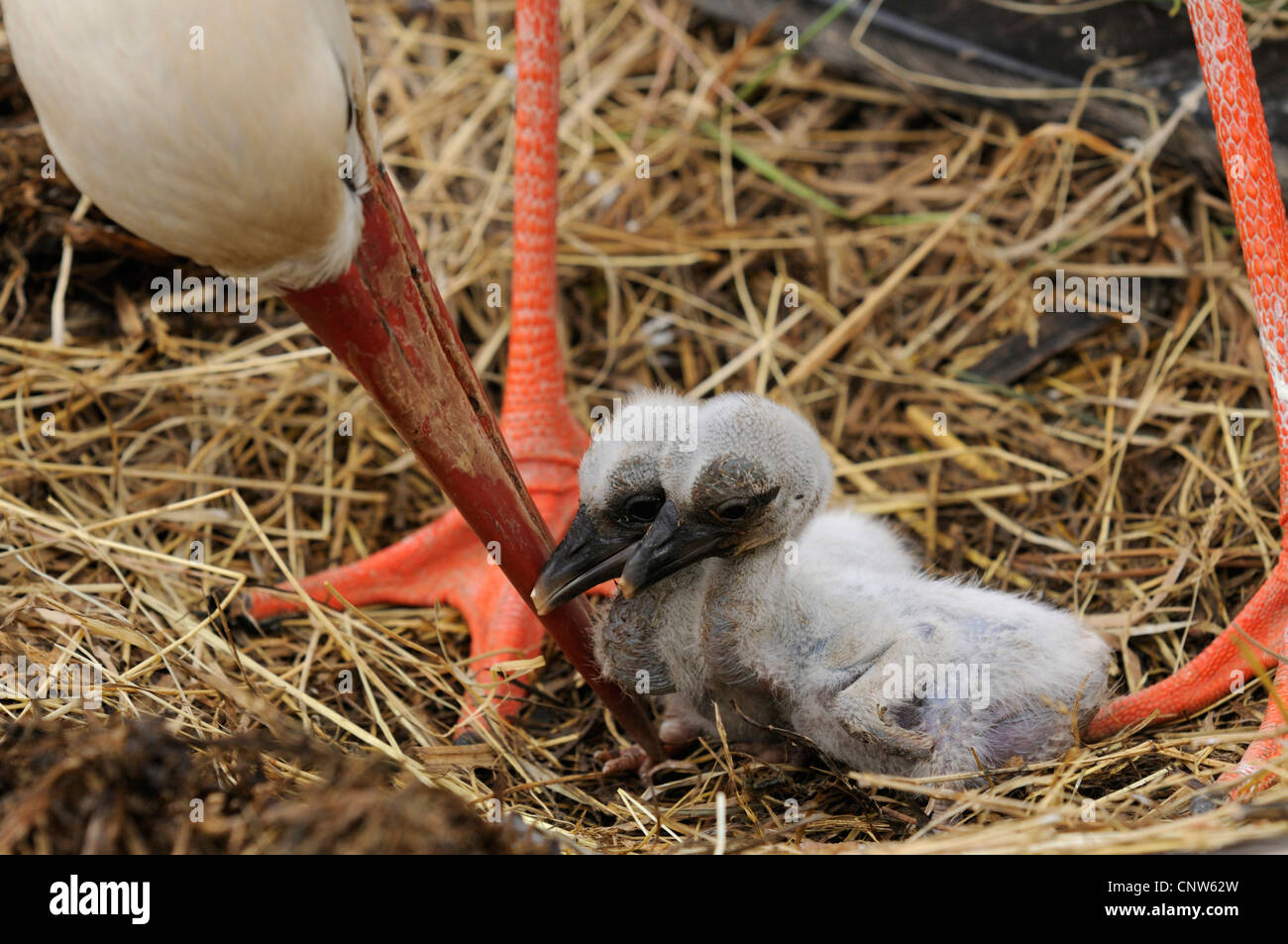 Two baby birds in nest hi-res stock photography and images - Alamy
