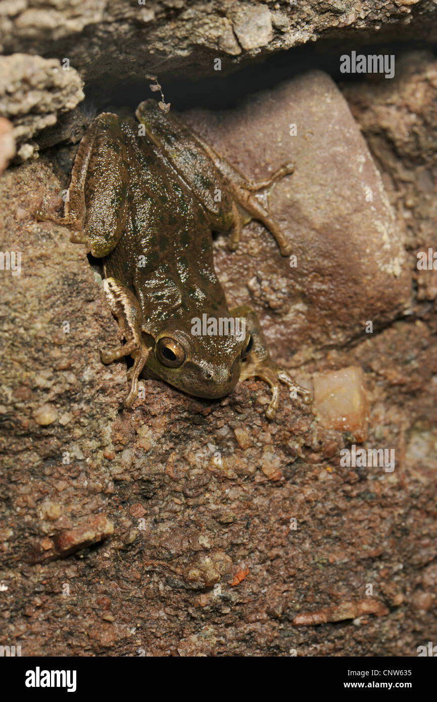 Italian tree frog hi-res stock photography and images - Alamy