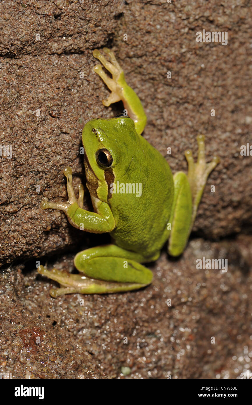 Sardinian Fauna High Resolution Stock Photography and Images - Alamy