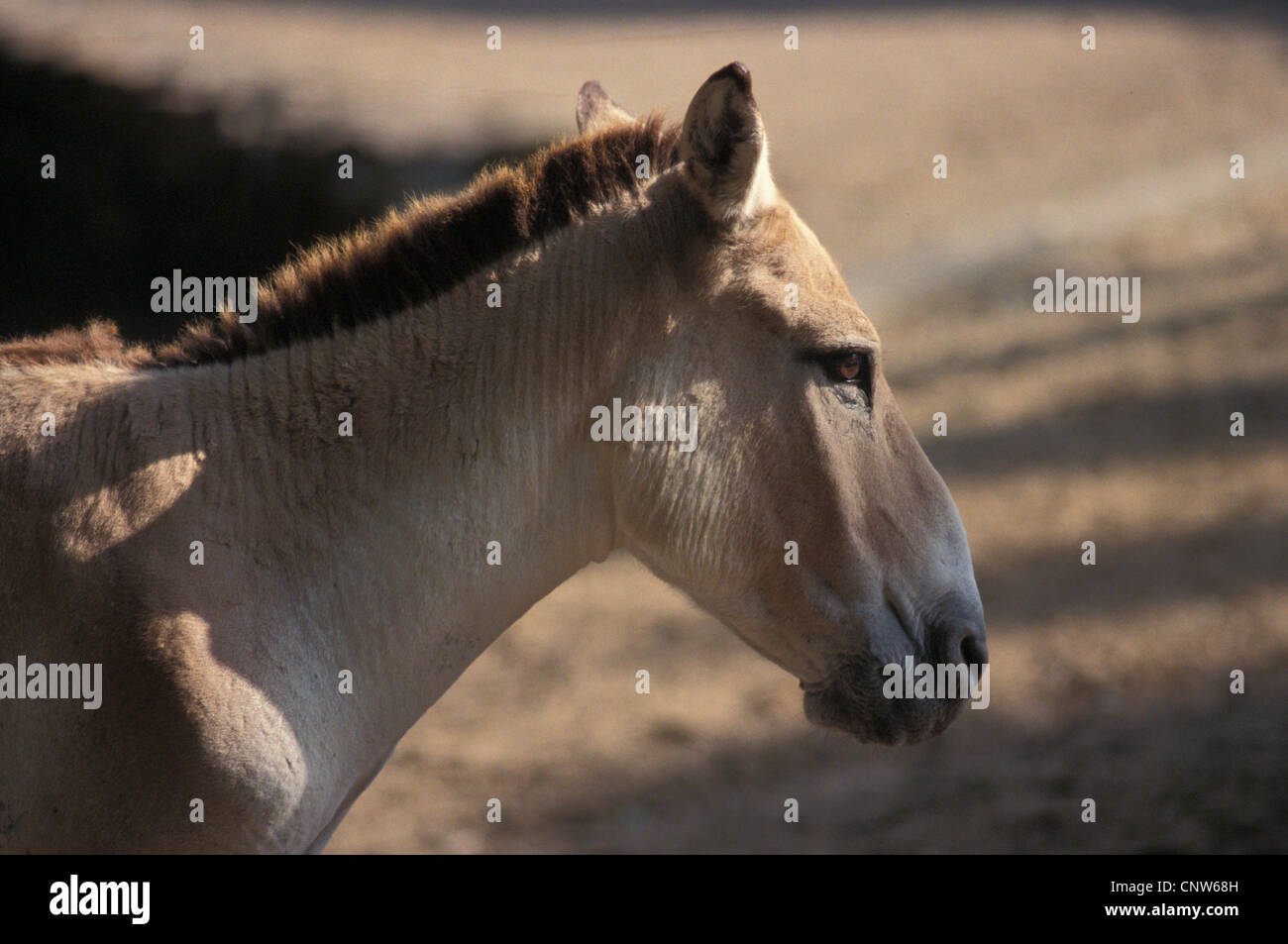 Asian Wild Ass, Kulan Equus hemionus, Equidae, Mammalia. In captivity ...