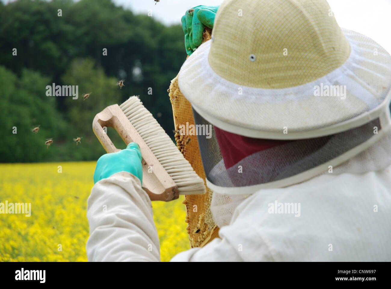 honey bee, hive bee (Apis mellifera mellifera), beekeeper sweeping bees ...