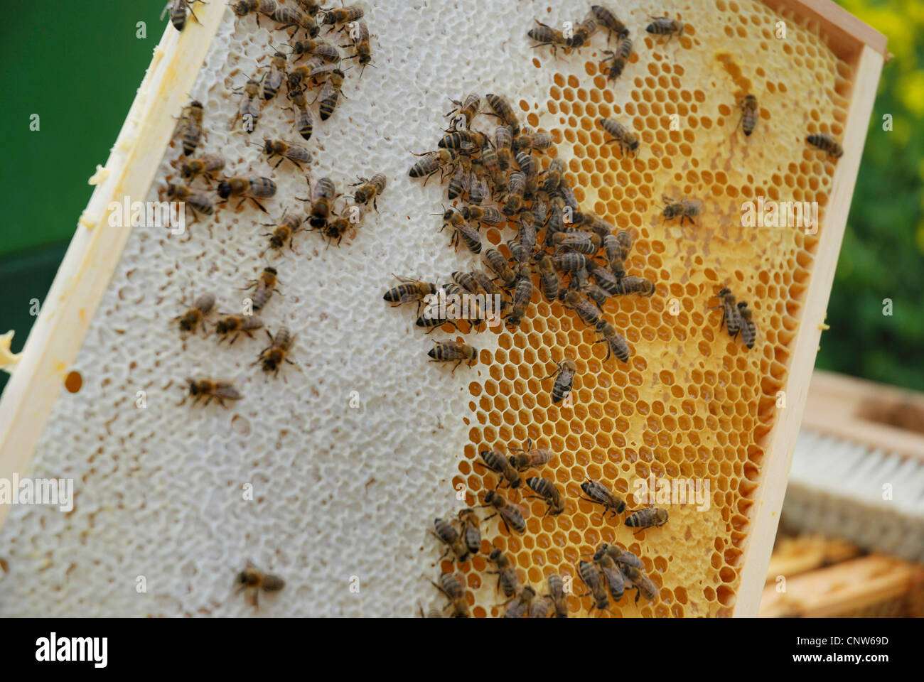 honey bee, hive bee (Apis mellifera mellifera), honeycomb with partly ...