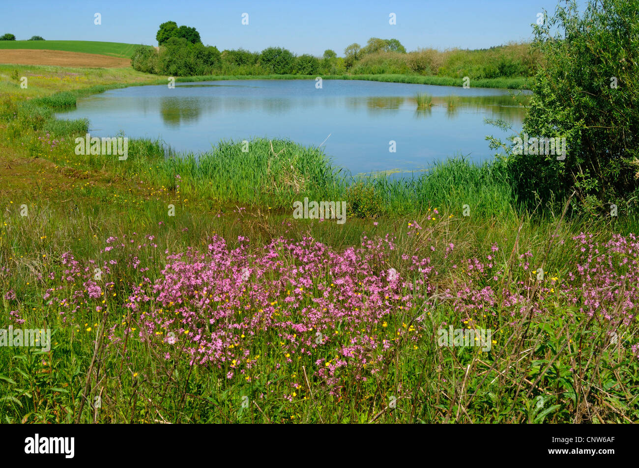Bucher storage lake, Germany, Baden-Wuerttemberg, NSG Bucher Stausee ...