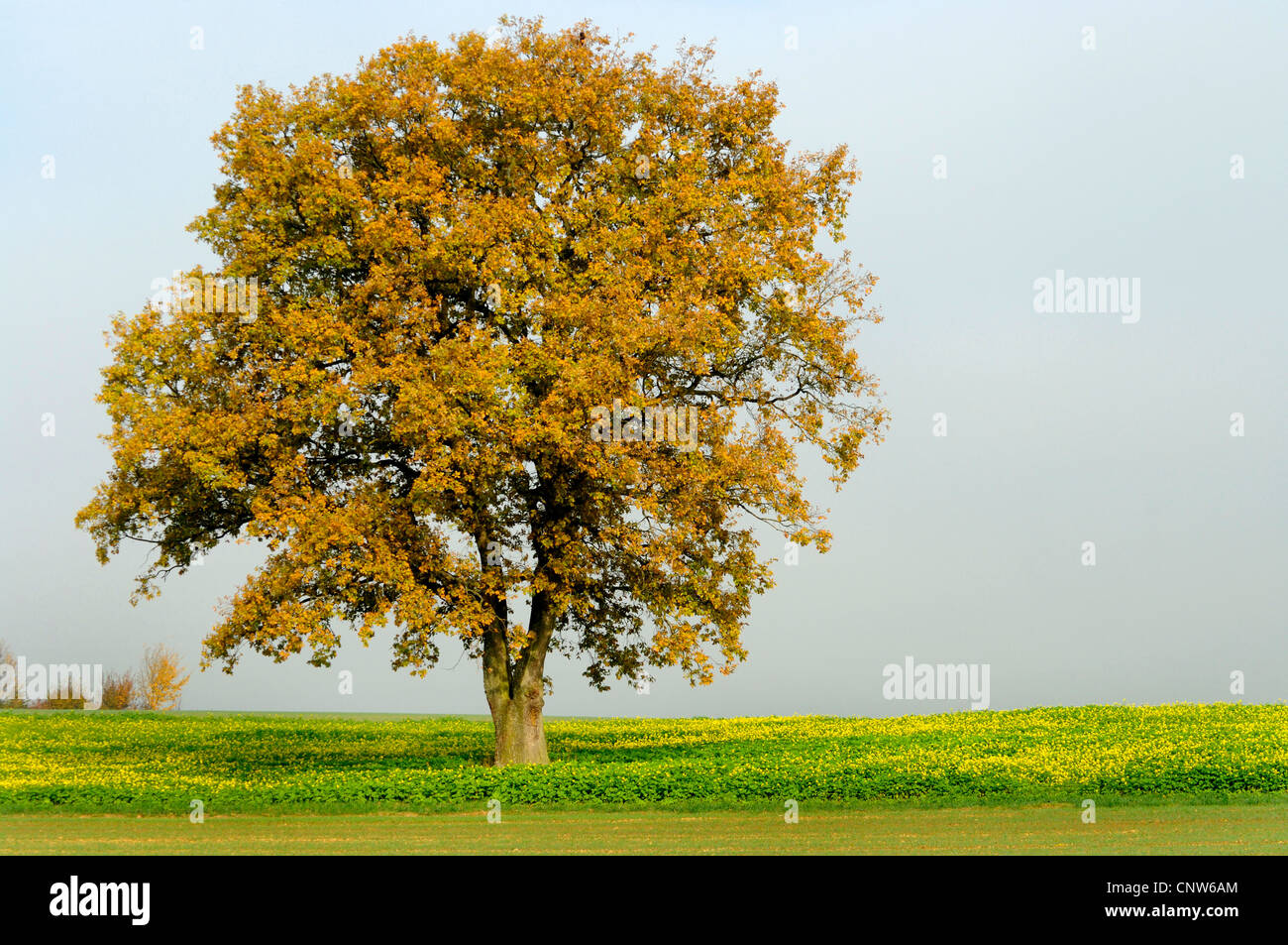 English oak tree quercus robur in autumn colours hi-res stock ...