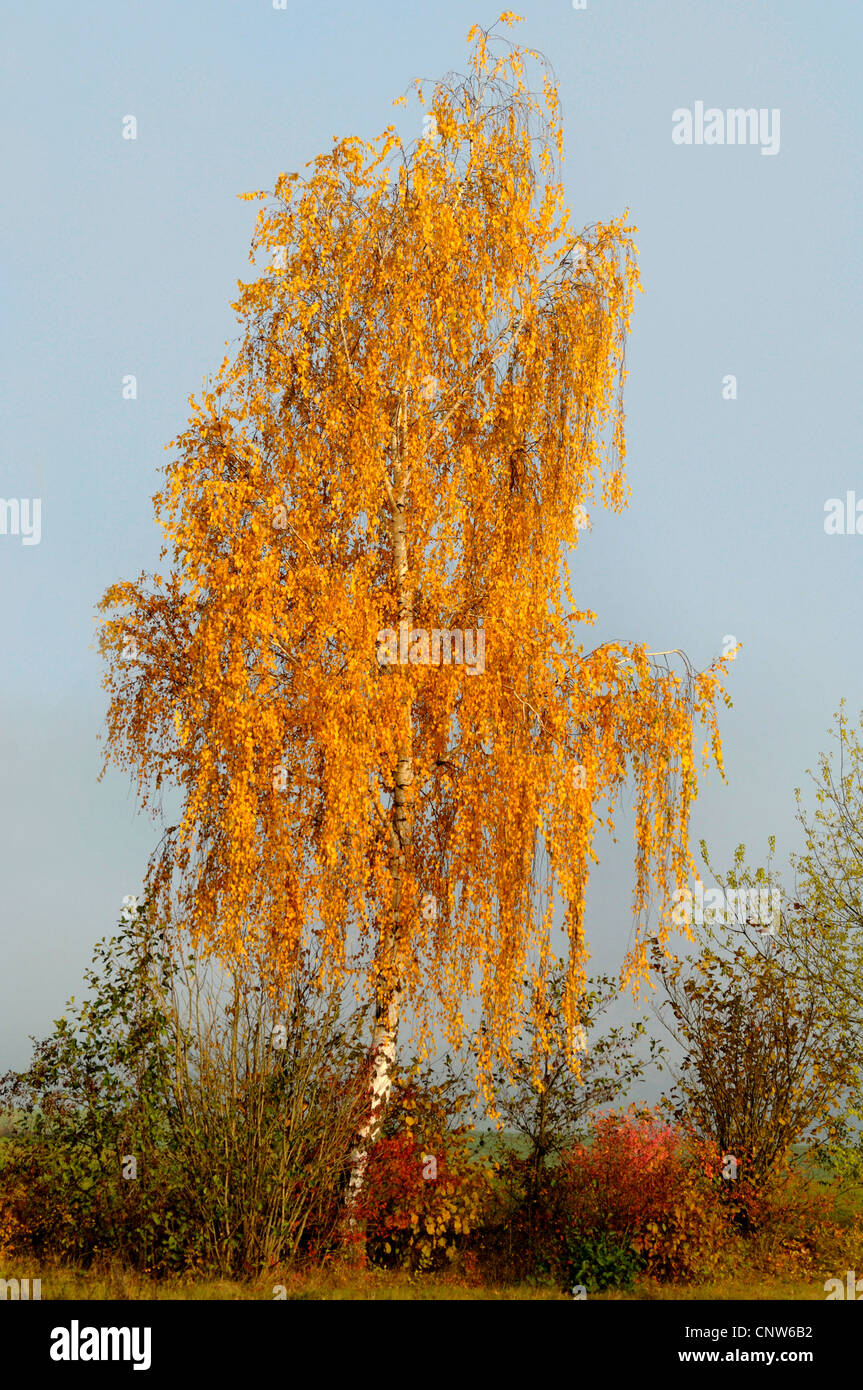 common birch, silver birch, European white birch, white birch (Betula ...