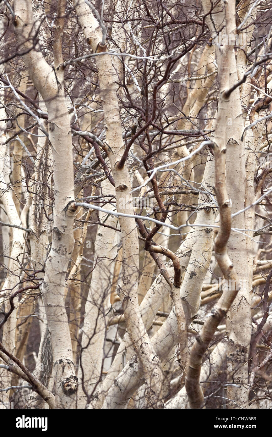 Etna birch, White Birch (Betula aetnensis, Betula pendula ssp ...