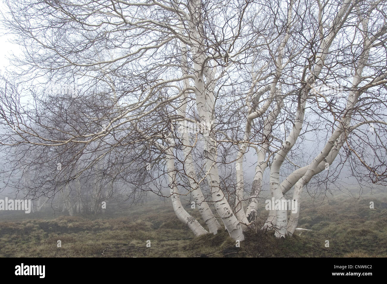 Etna birch, White Birch (Betula aetnensis, Betula pendula ssp ...