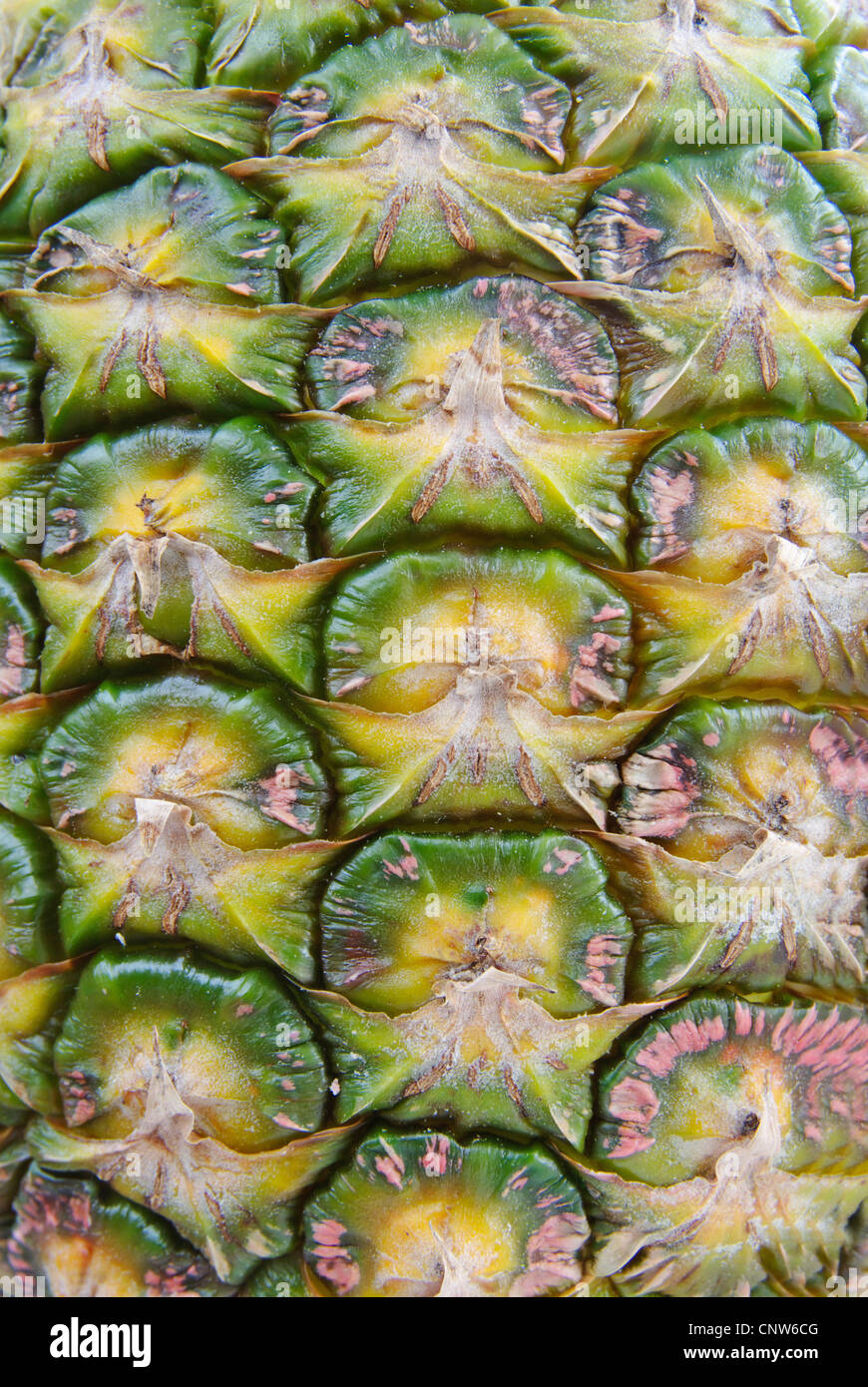 Skin rash macro hi-res stock photography and images - Alamy