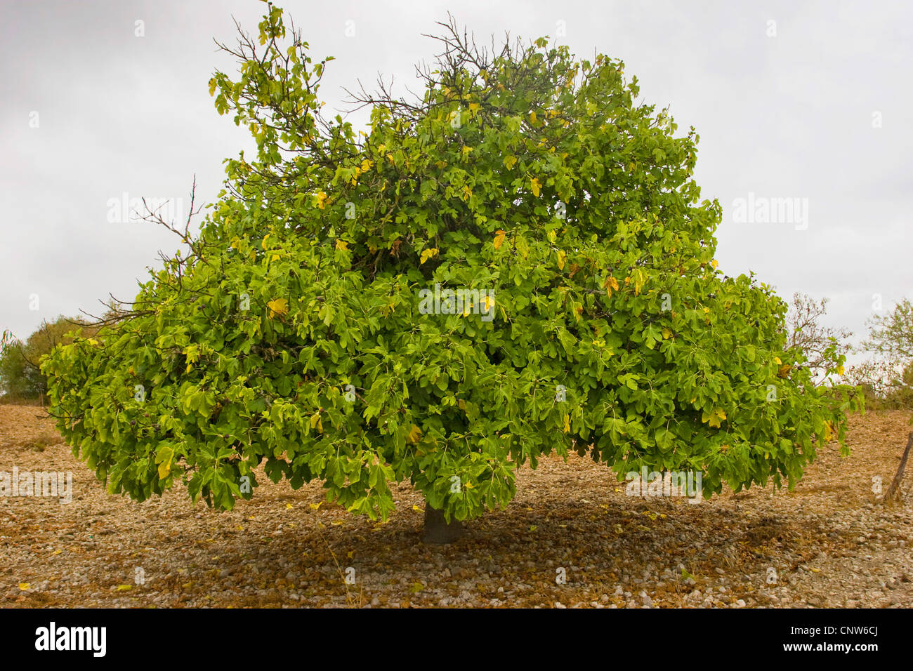 edible fig, common fig (Ficus carica), fruiting tree, Spain, Balearen ...