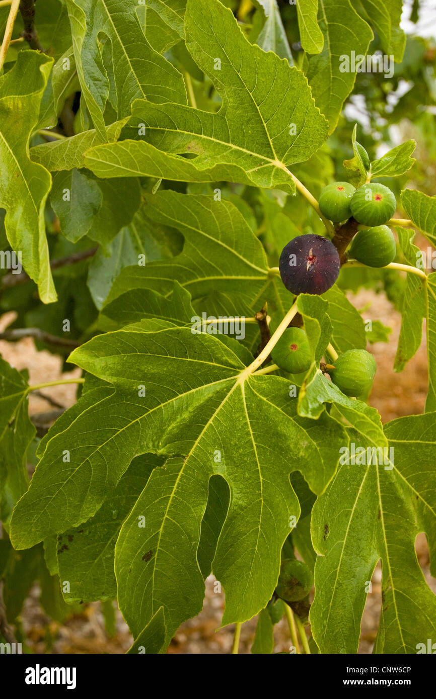 edible fig, common fig (Ficus carica), fruits and leaves, Balearen ...