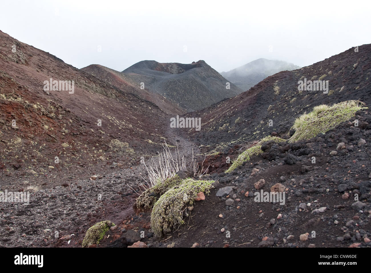 volcanic landscapes at Mount Etna with dwarf shrubs, Italy, Sicilia ...