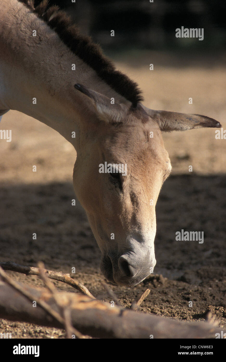 Asian Wild Ass, Kulan Equus hemionus, Equidae, Mammalia. In captivity ...