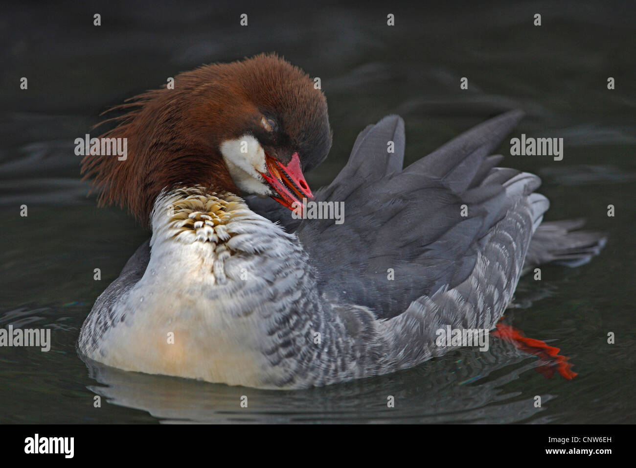 goosander (Mergus merganser), female preening Stock Photo - Alamy