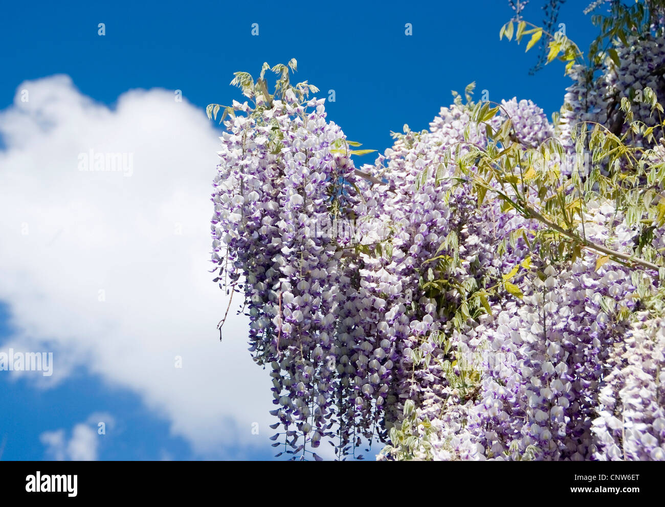 Chinese wisteria (Wisteria sinensis), blooming Stock Photo - Alamy