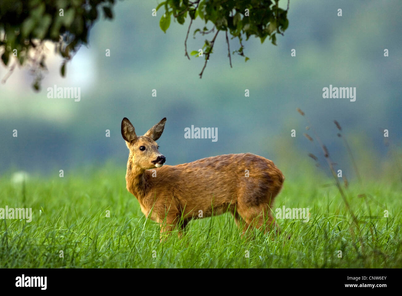 roe deer (Capreolus capreolus), standing in a meadow looking back ...