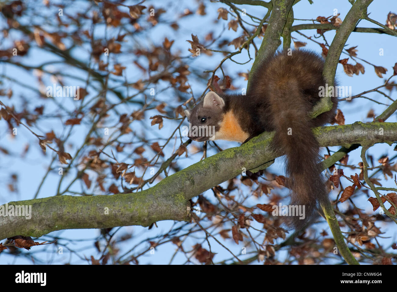 European pine marten (Martes martes), climbing in a tree, Germany Stock ...