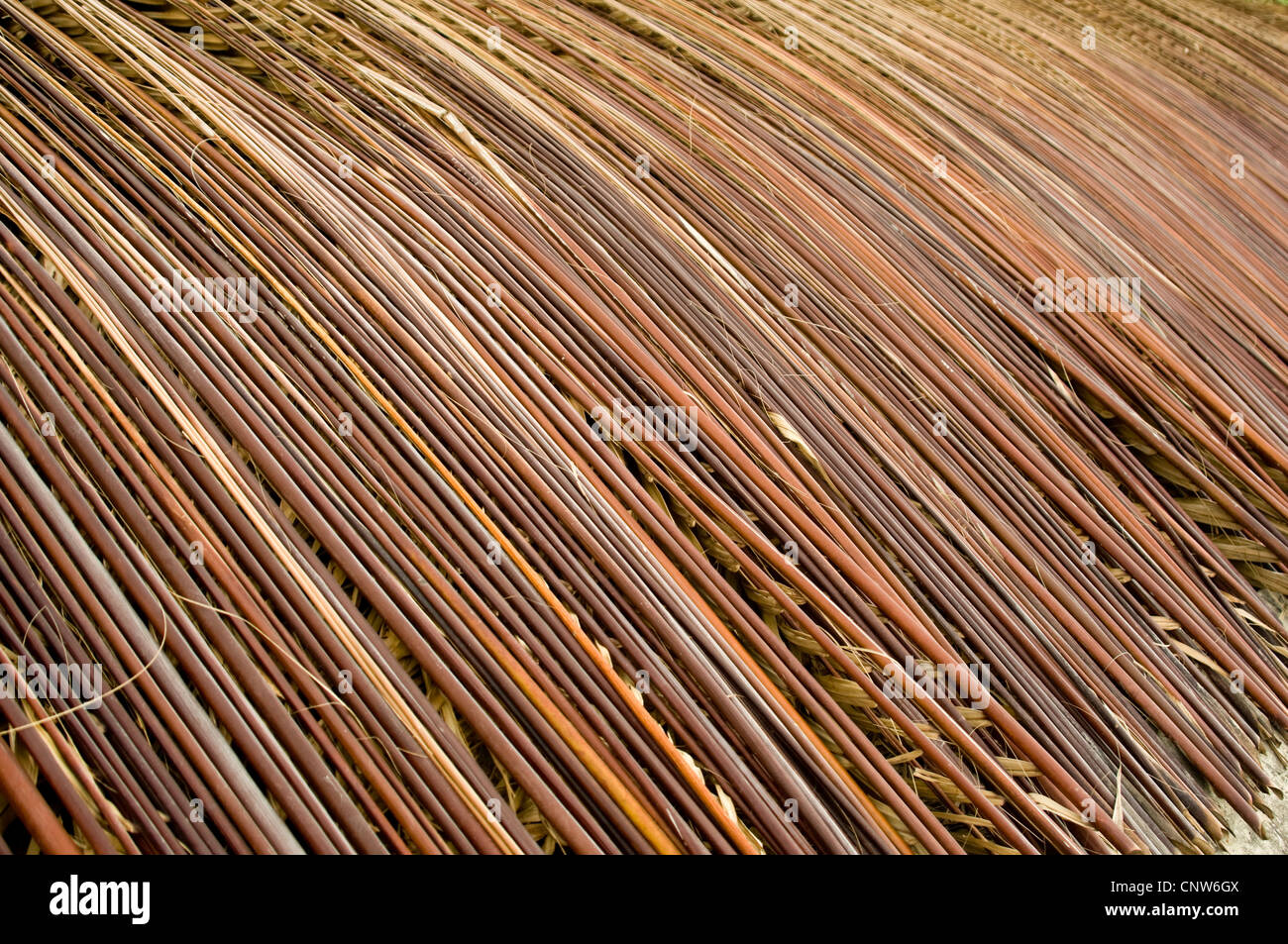 Nipa palms hi-res stock photography and images - Alamy