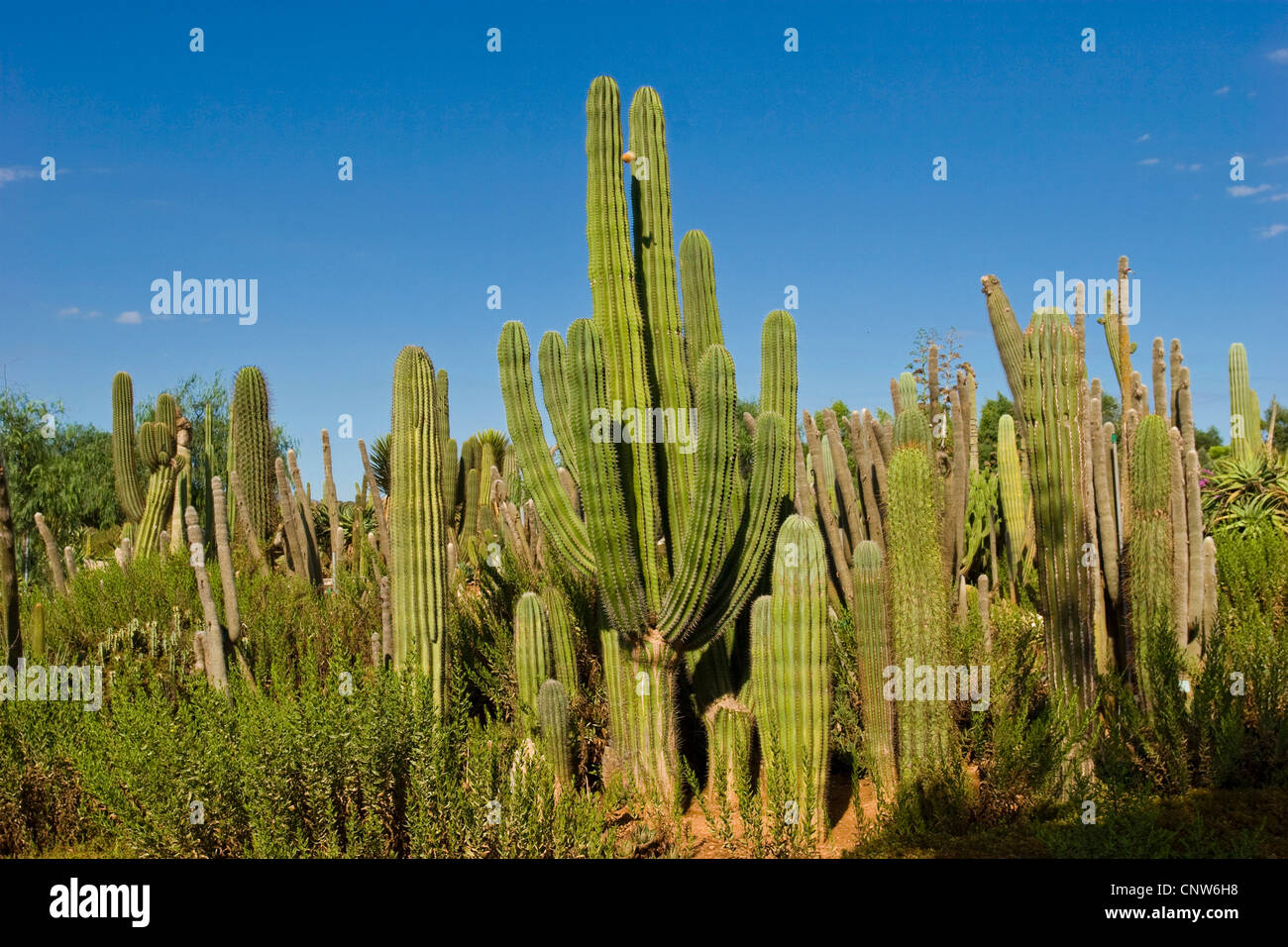Columnar cactuses hi-res stock photography and images - Alamy
