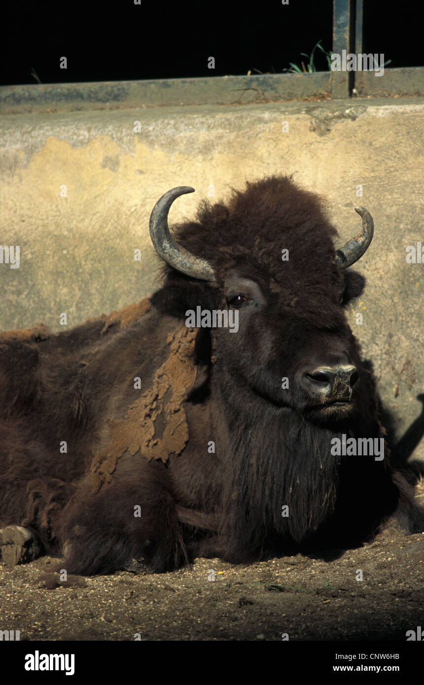 European bison (Bison bonasus), Bovidae. In captivity Stock Photo - Alamy