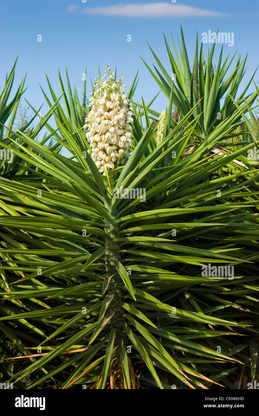 Yucca (Yucca spec.), flowering inflorescence, Spain Stock Photo - Alamy