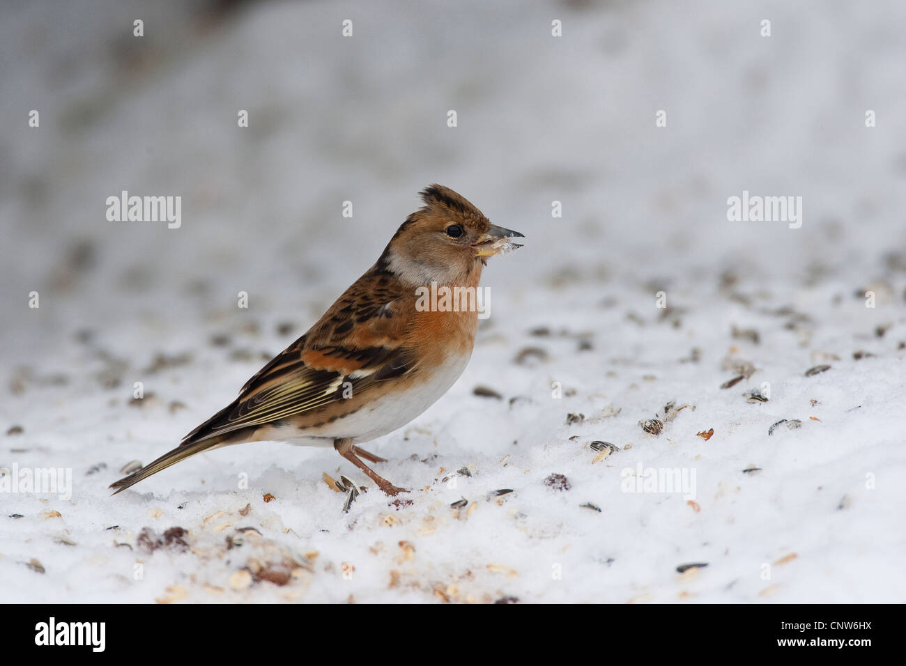 brambling (Fringilla montifringilla), female pecking grains in the snow ...