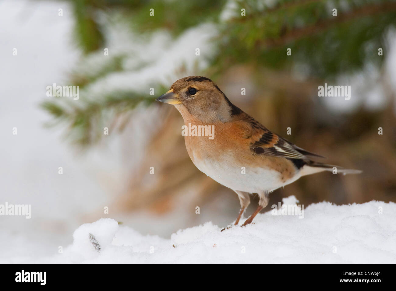 Female brambling hi-res stock photography and images - Alamy