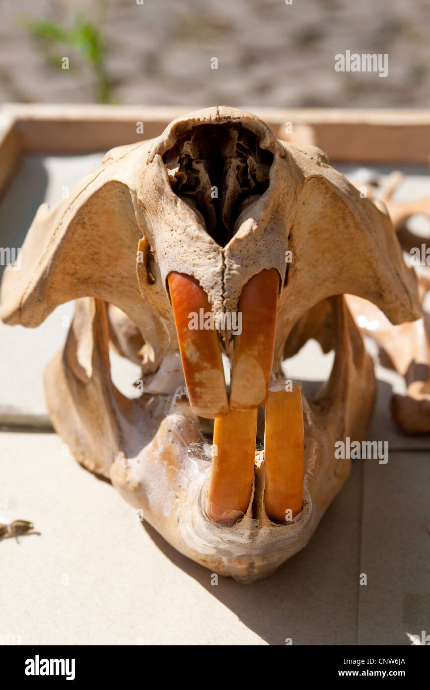Eurasian beaver, European beaver (Castor fiber), skull with strong ...