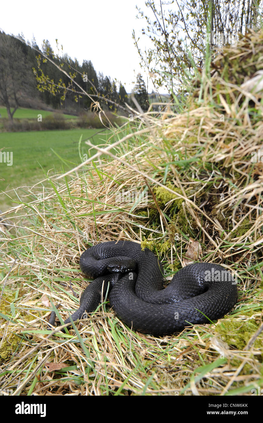 adder, common viper, common European viper, common viper (Vipera berus ...