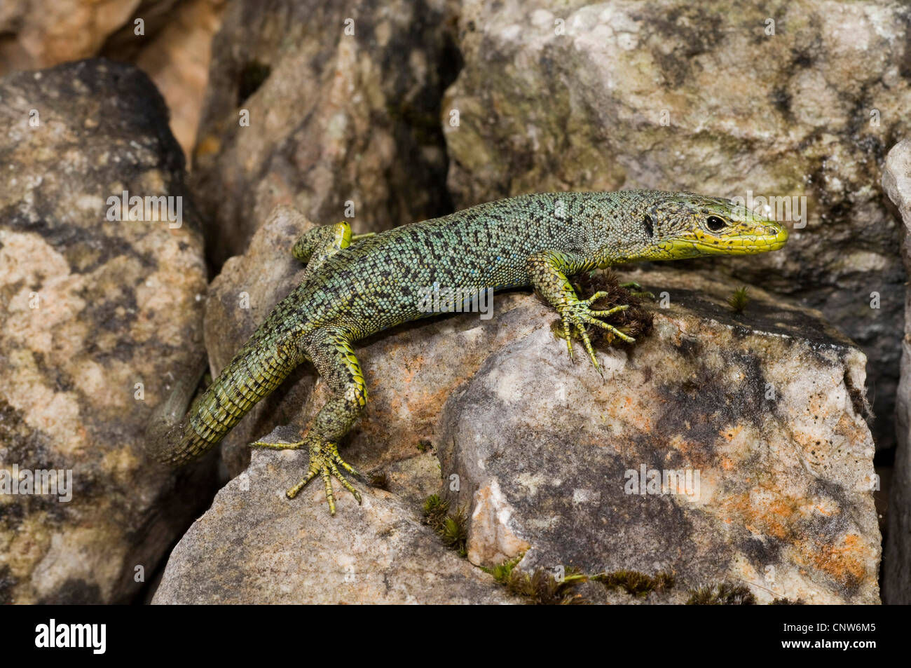 Rock climbing lizard hi-res stock photography and images - Alamy