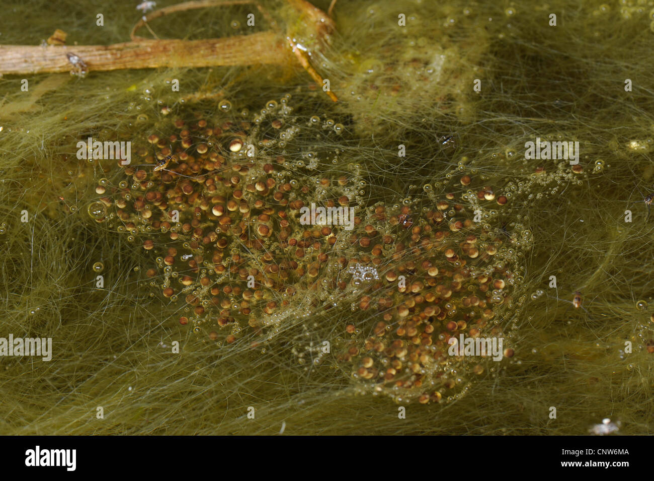 European edible frog, common edible frog (Rana kl. esculenta, Rana esculenta), spawn, Germany ...