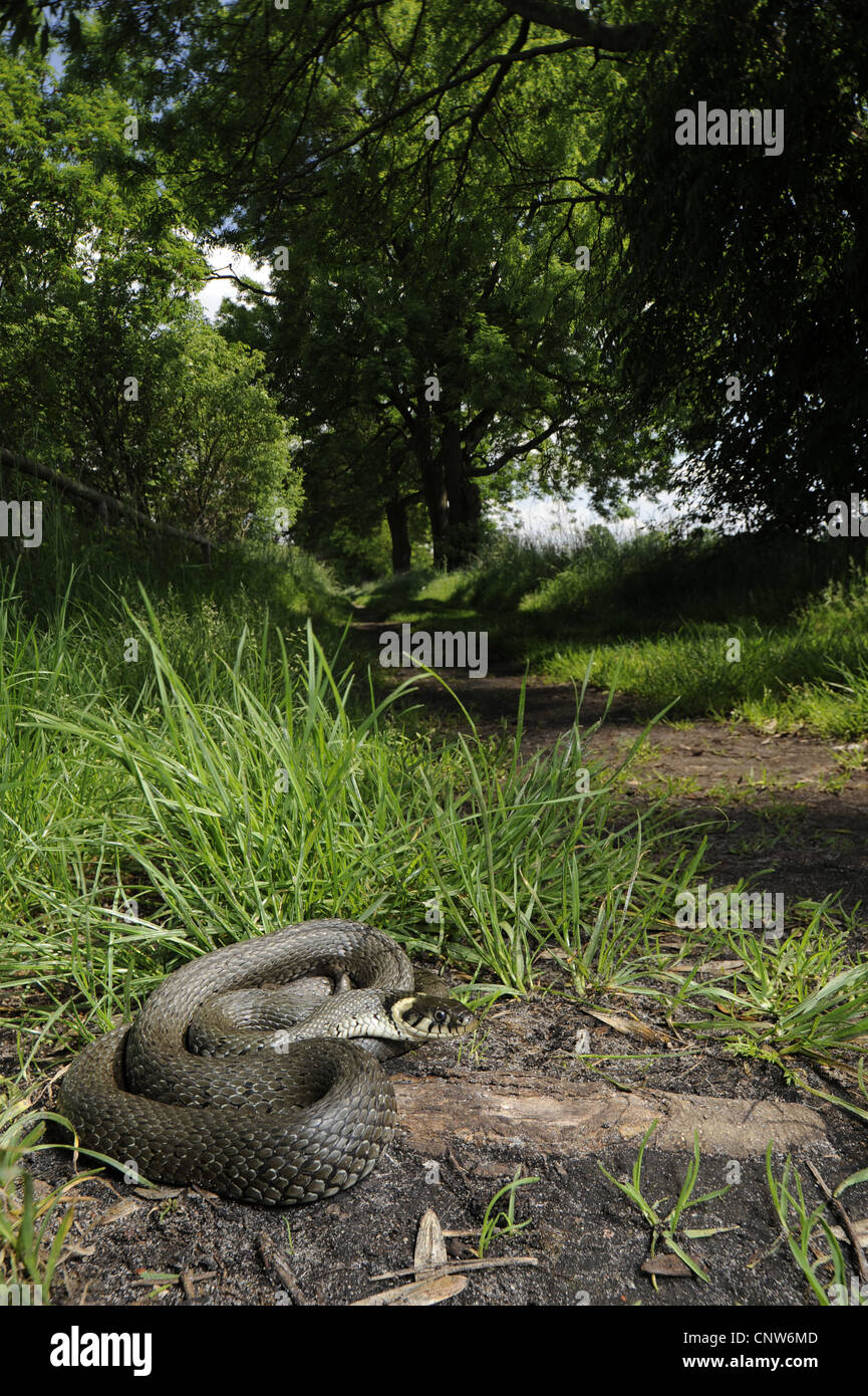 grass snake (Natrix natrix), at the edge of a foot path, Germany ...