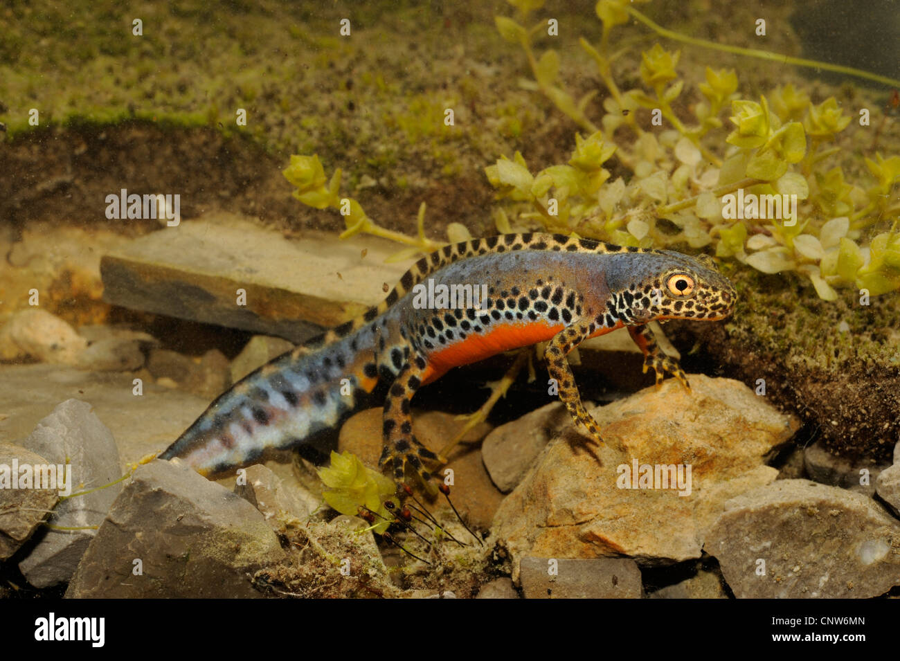 alpine newt (Triturus alpestris), male, Germany, Baden-Wuerttemberg ...