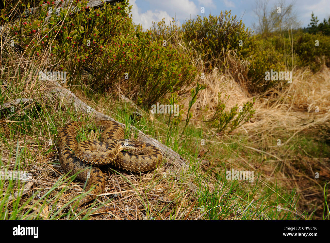 adder, common viper, common European viper, common viper (Vipera berus ...