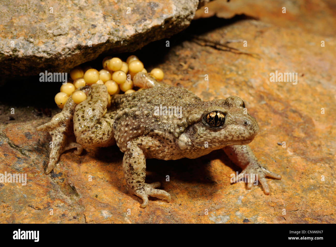 midwife toad (Alytes obstetricans), male with eggs, Germany, Black ...