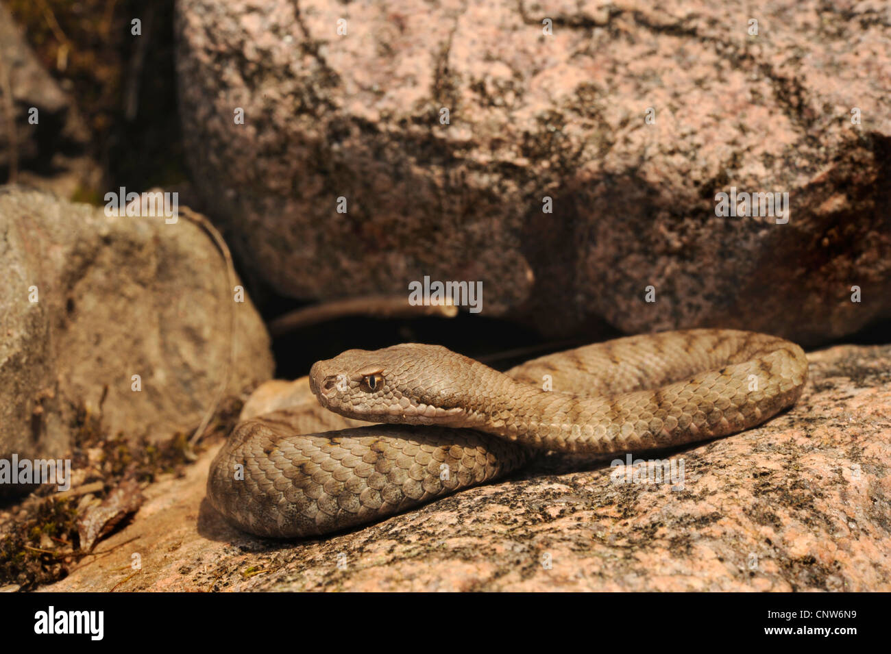 asp viper, aspic viper (Vipera aspis), juvenile, Germany, Black Forest ...