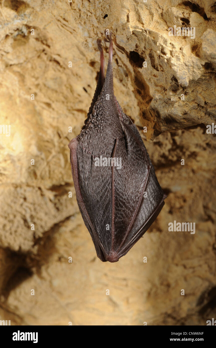 horseshoe bats (Rhinolophidae), sleeping in a cave, Italy, Liguria ...